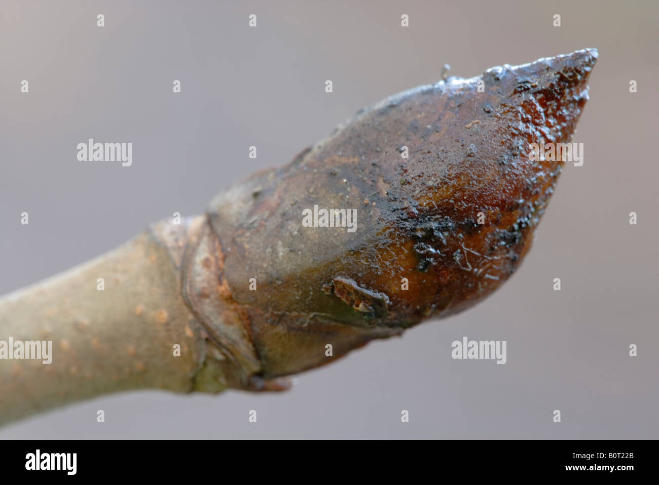 Horse Chestnut Aesculus hippocastanum bud Stock Photo - Alamy