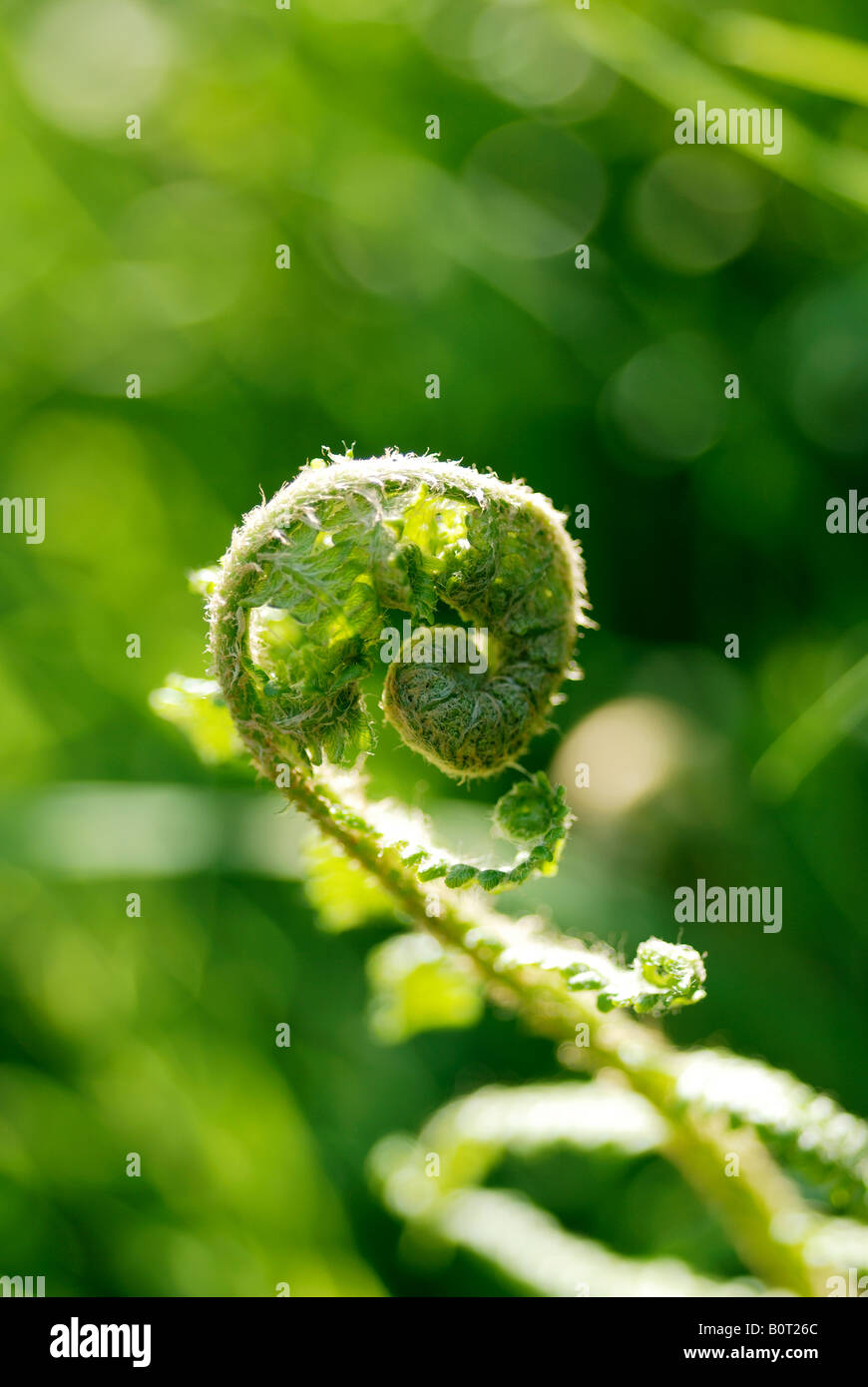 WILD BRACKEN PLANT BEGINNING TO UNFURL IN SPRING Stock Photo - Alamy