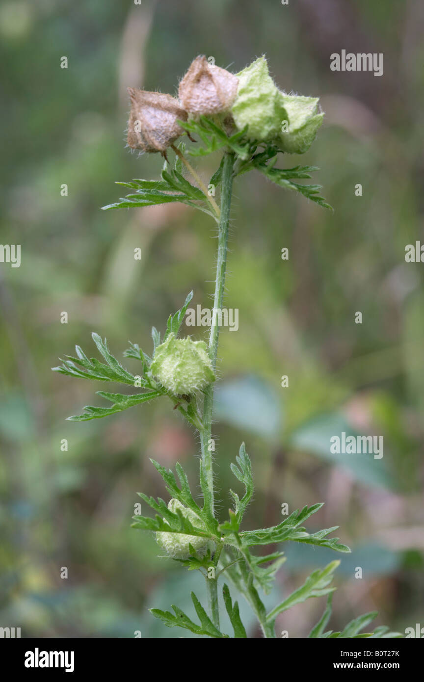Yellow Rattle Rhinanthus minor seed heads Stock Photo - Alamy