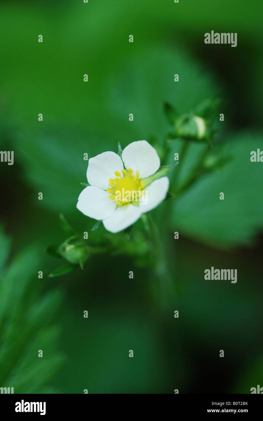 WILD STRAWBERRY PLANT FRAGARIA VESCA Stock Photo - Alamy