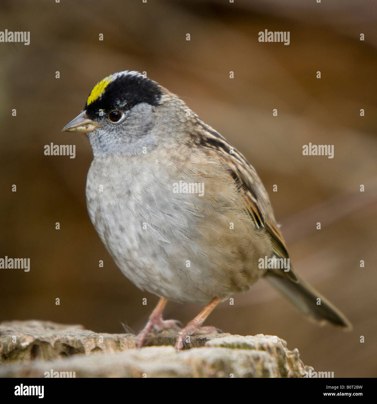 Ladner, British Columbia Stock Photo - Alamy