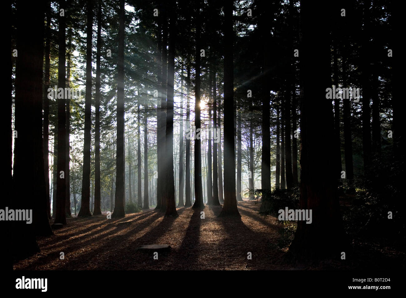 Woodland with shafts of sunlight Stock Photo - Alamy