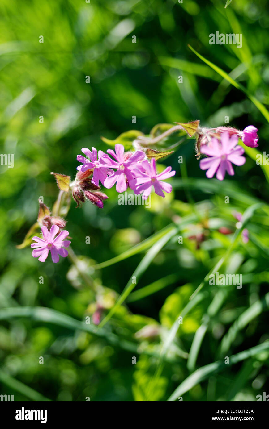 RED CAMPION SILENE DIOICA PLANT Stock Photo - Alamy
