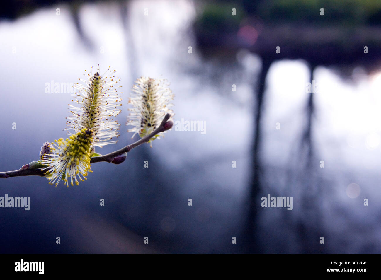 Sallow tree hi-res stock photography and images - Alamy