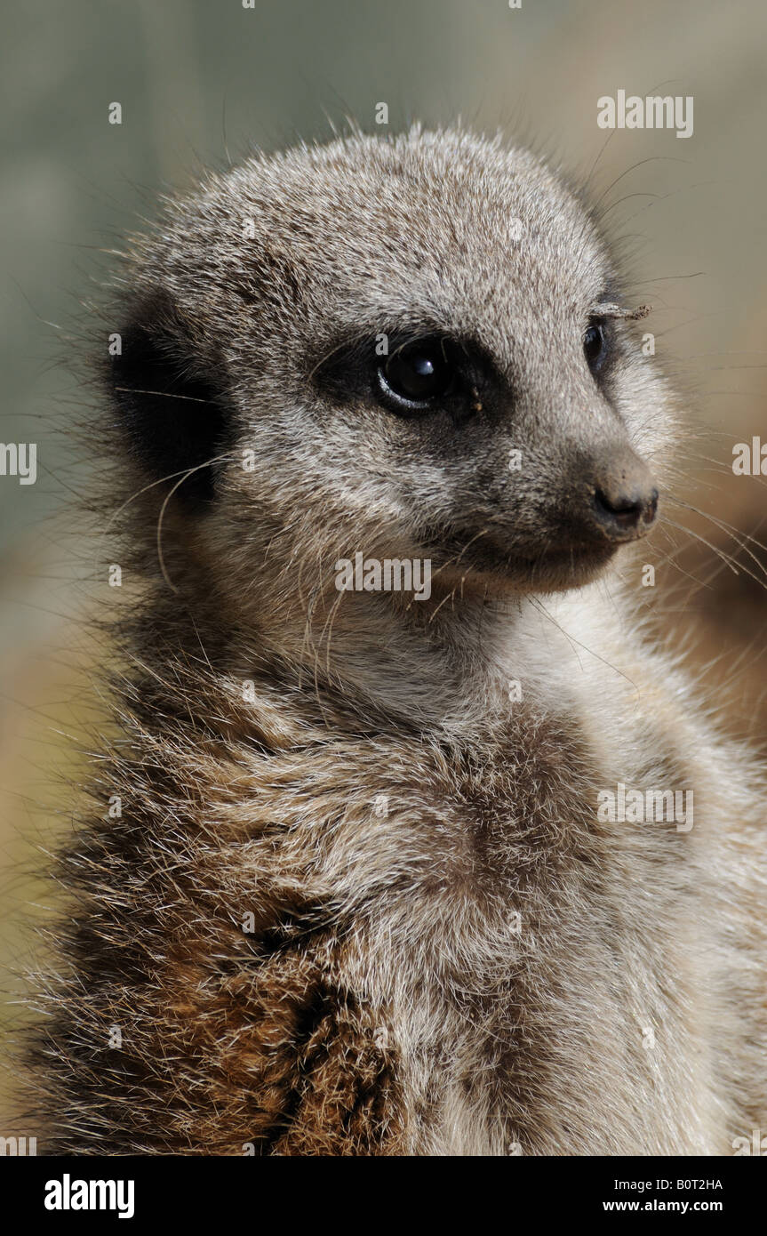 meerkat suricat suricatta sat in morning sun Stock Photo - Alamy