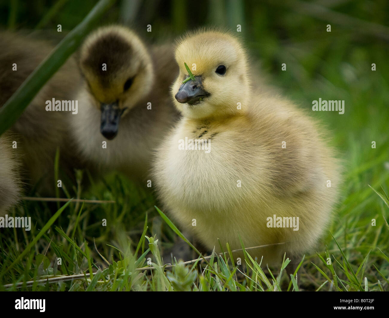 Young Canada geese, Vancouver BCC Stock Photo - Alamy