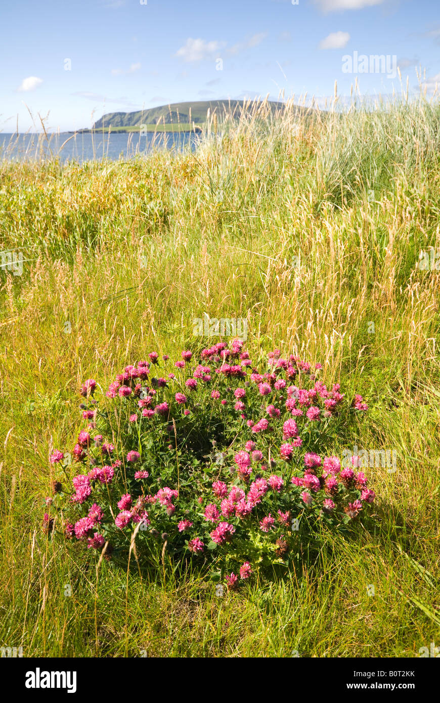 Fitful head hi-res stock photography and images - Alamy