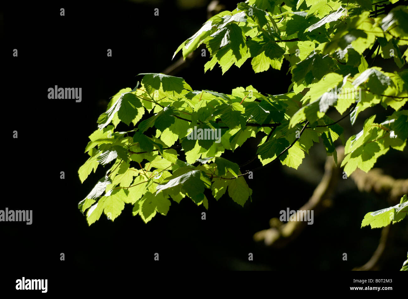 New Sycamore leaves backlight in spring sunshine Acer pseudoplatanus ...