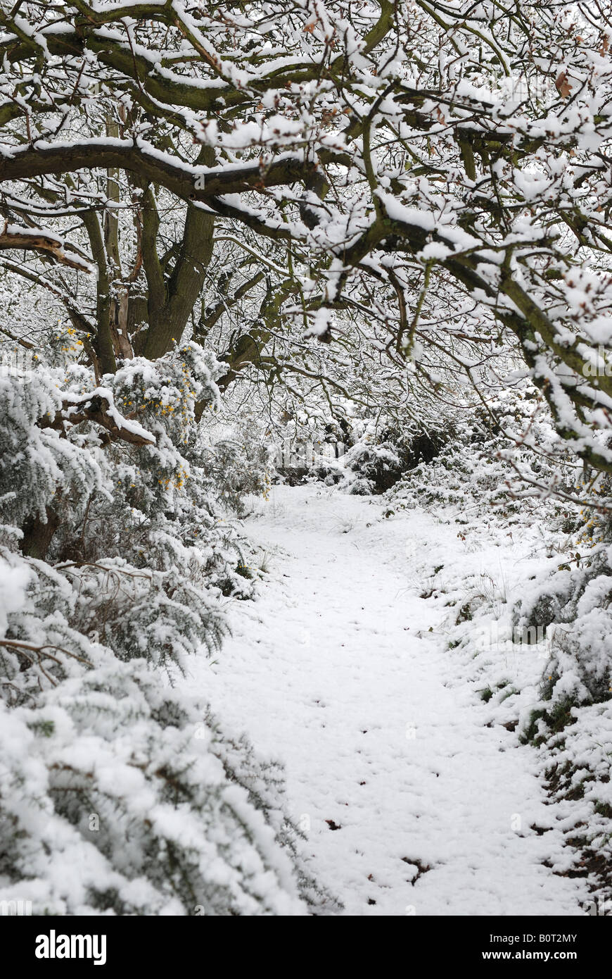 Overhanging trees hi-res stock photography and images - Alamy