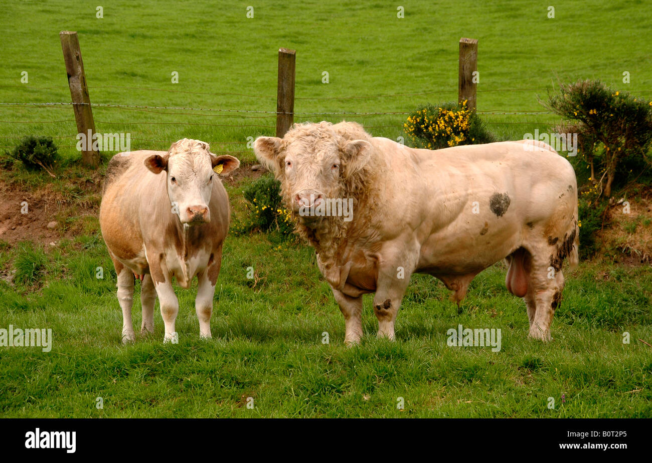 A bull and cow 'pose' for a picture in a field Stock Photo - Alamy