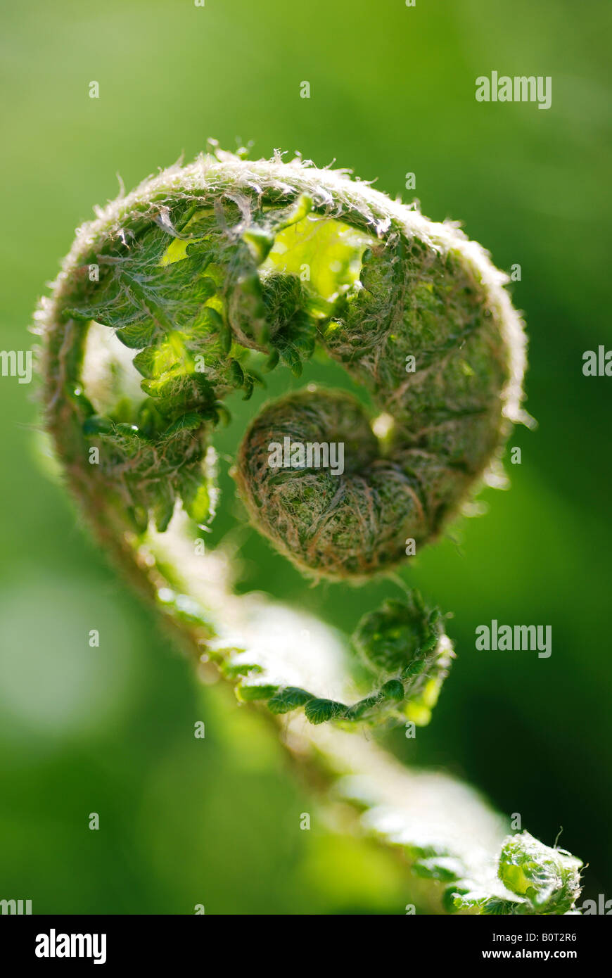 Bracken fern plant hi-res stock photography and images - Alamy