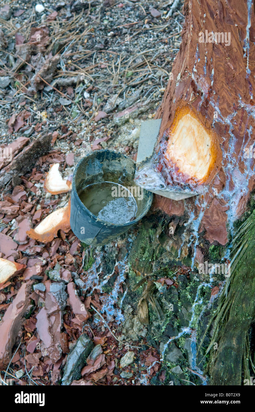 Pine tree, resin collection, Spain Stock Photo - Alamy