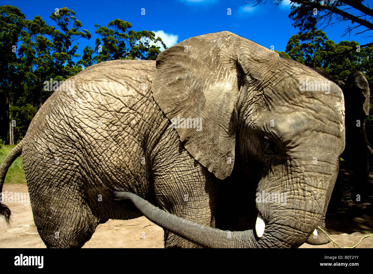 Rogue Elephant High Resolution Stock Photography and Images - Alamy