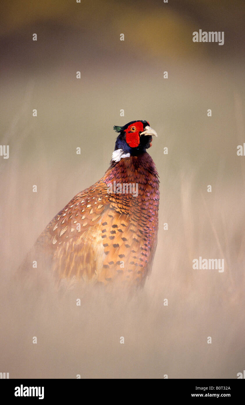 Common Pheasant (Phasianus colchicus Stock Photo - Alamy