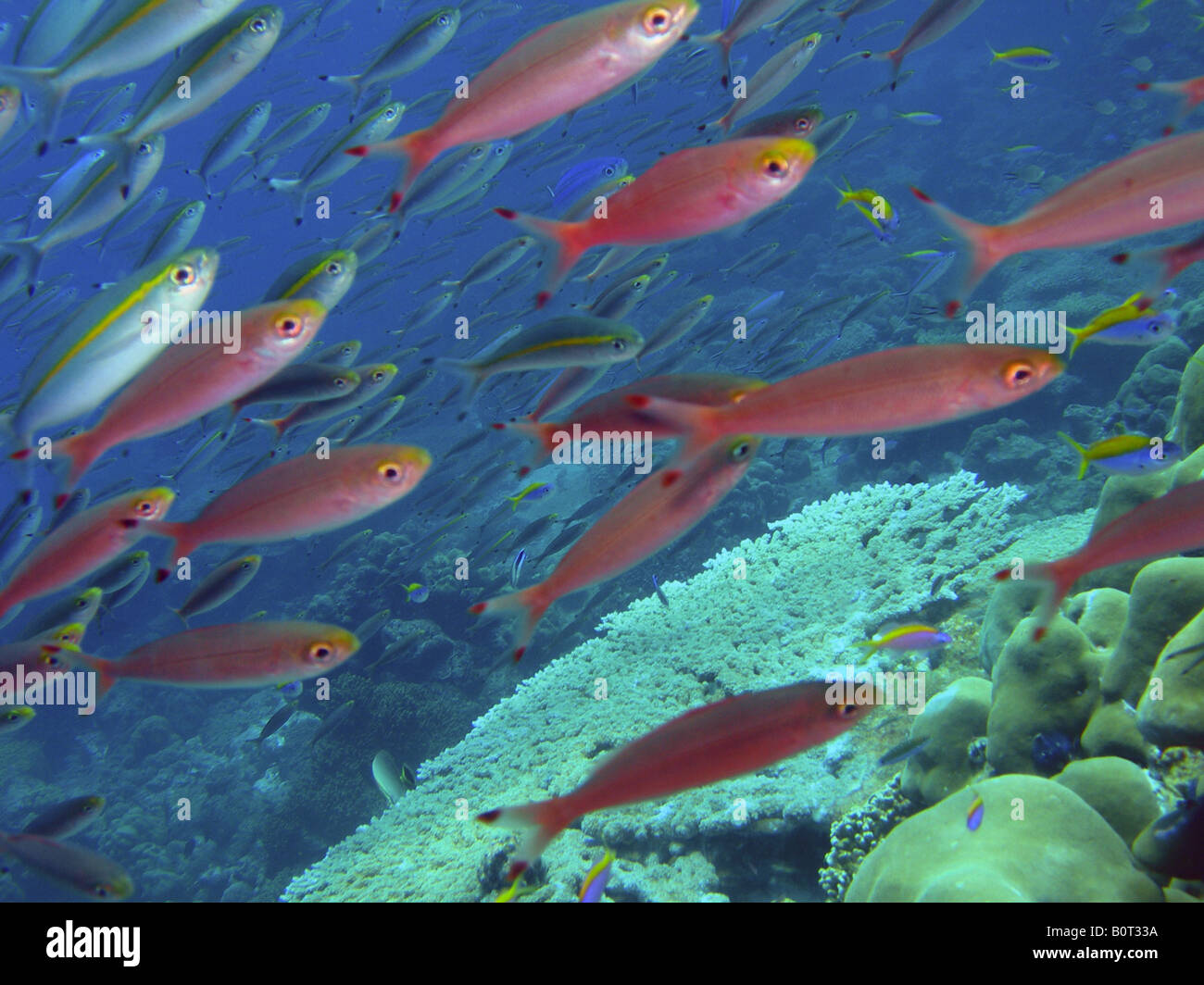 colorful marine life many fish group tropical seacsape Stock Photo - Alamy
