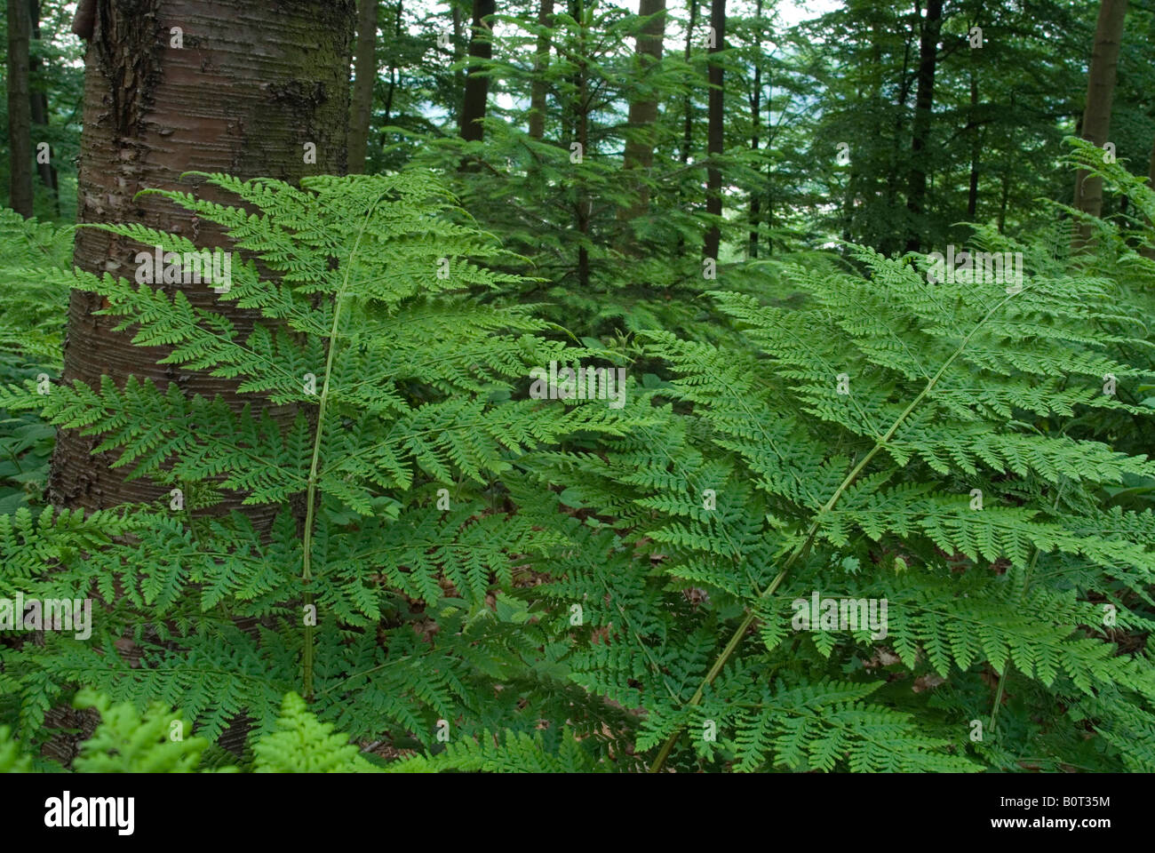 Detail view of fern fronds Stock Photo - Alamy