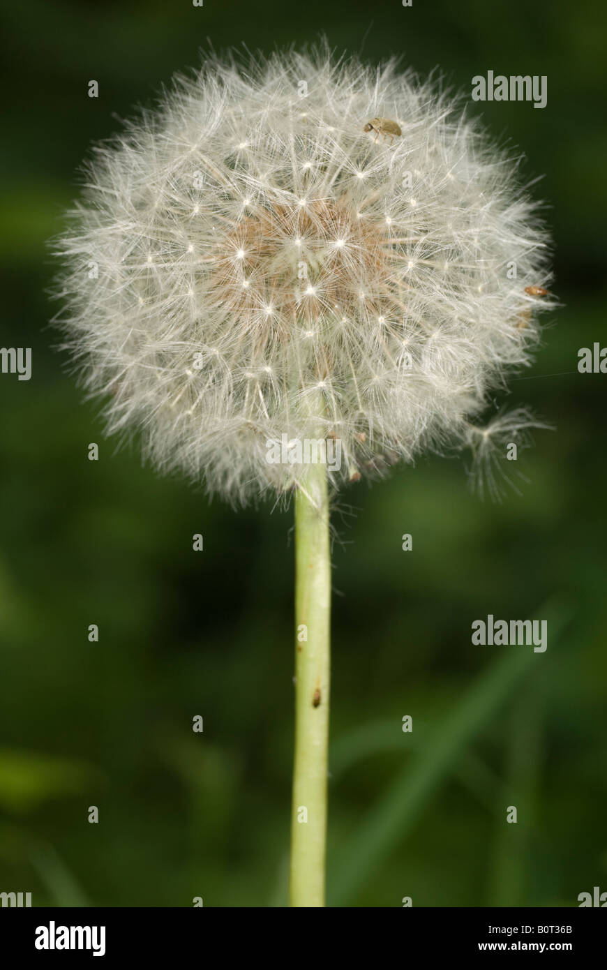 Dandelion flower before releasing seeds Stock Photo - Alamy