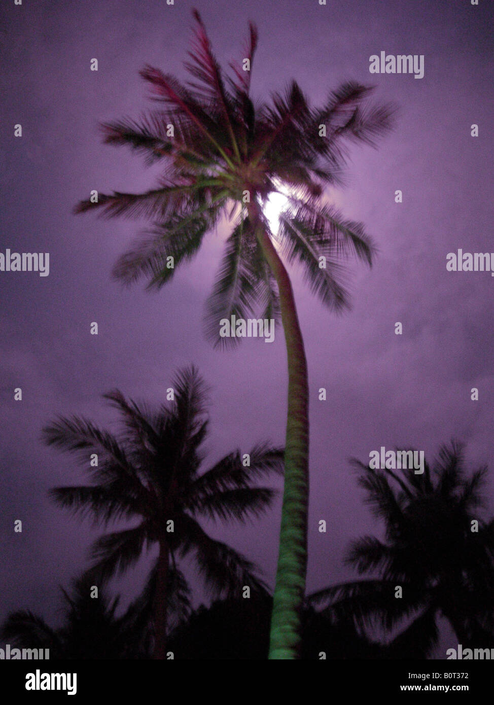 palm tree night moon light holiday symbol romantic Stock Photo - Alamy