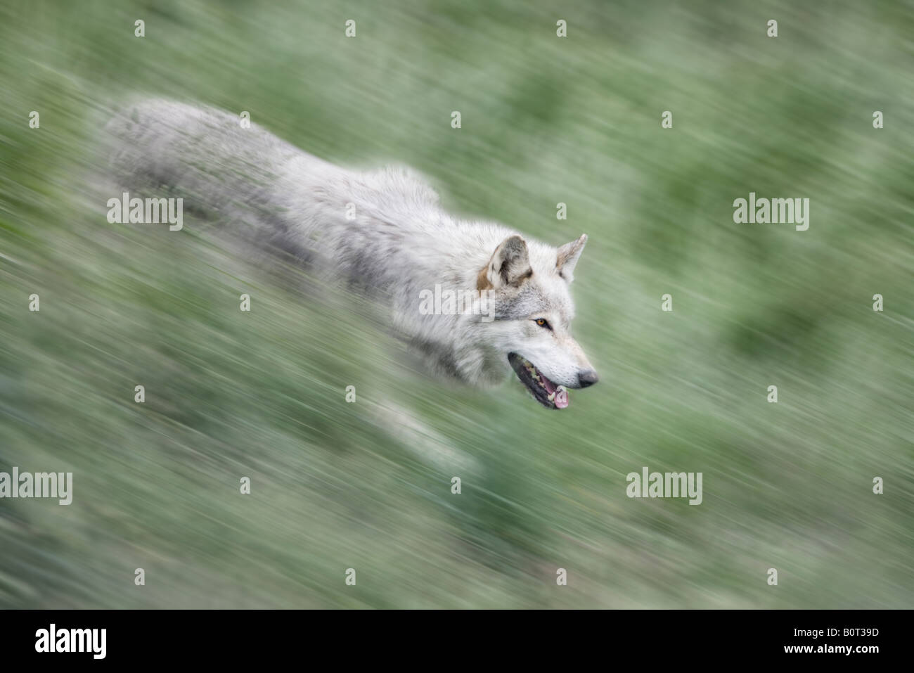 Wolf, Gray Wolf, Timber Wolf (Canis lupus) running through meadow Stock ...