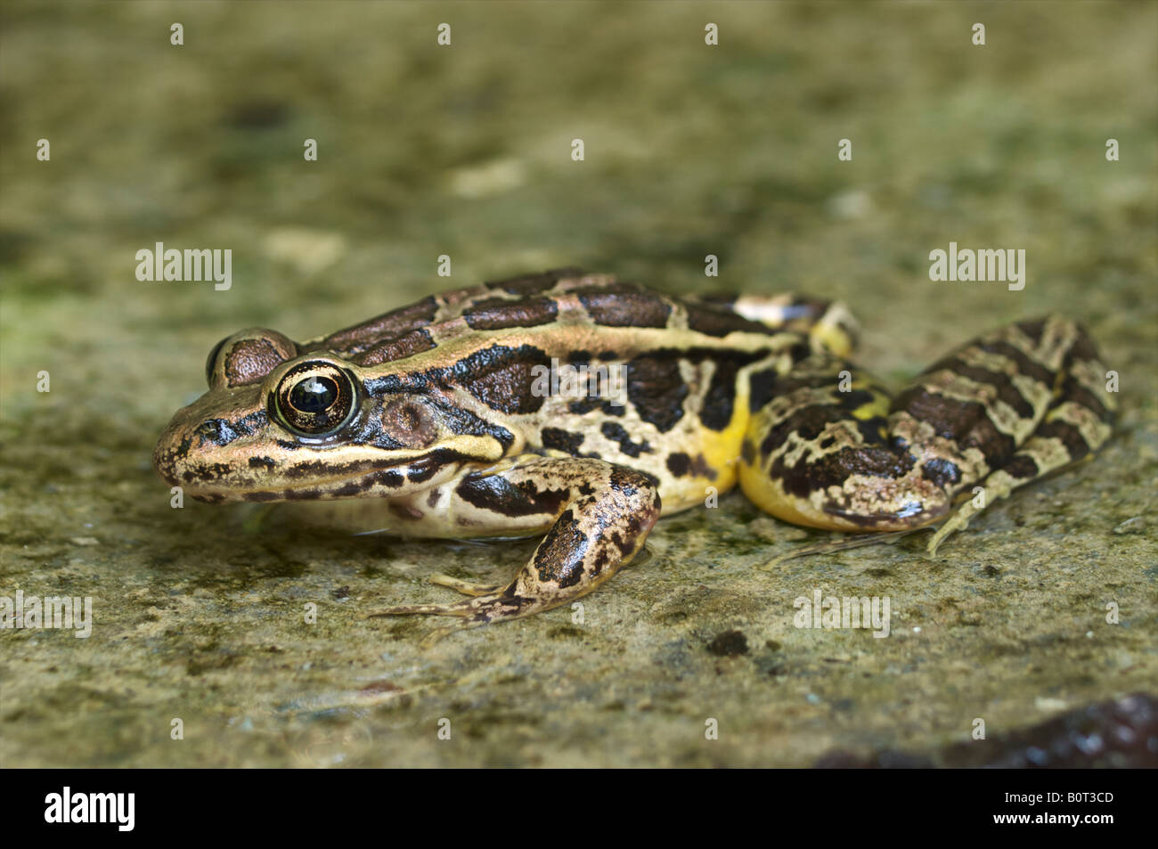 Pickerel Frog at Walls of Jericho Stock Photo - Alamy