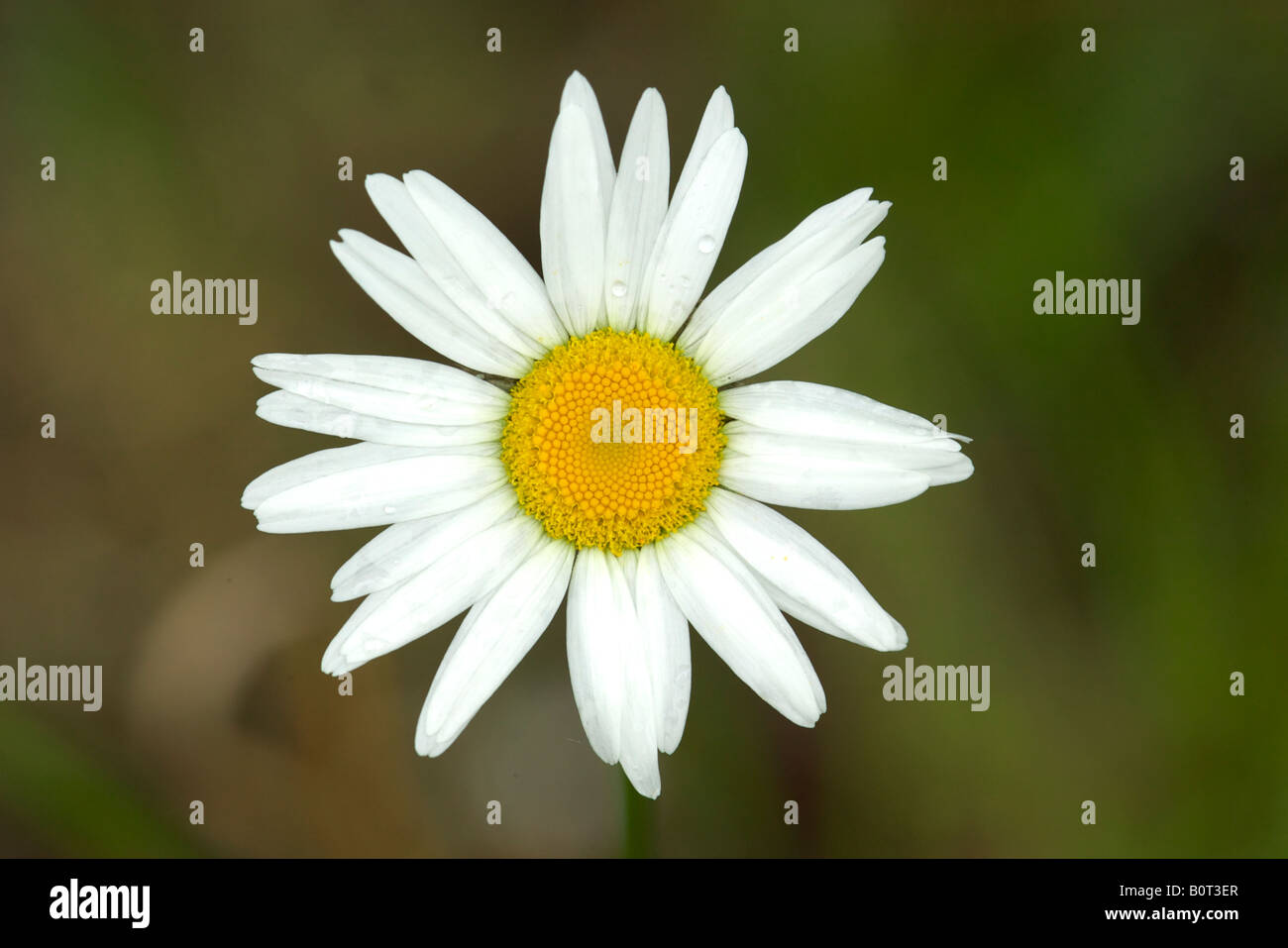 Daisy with dew drops Stock Photo - Alamy