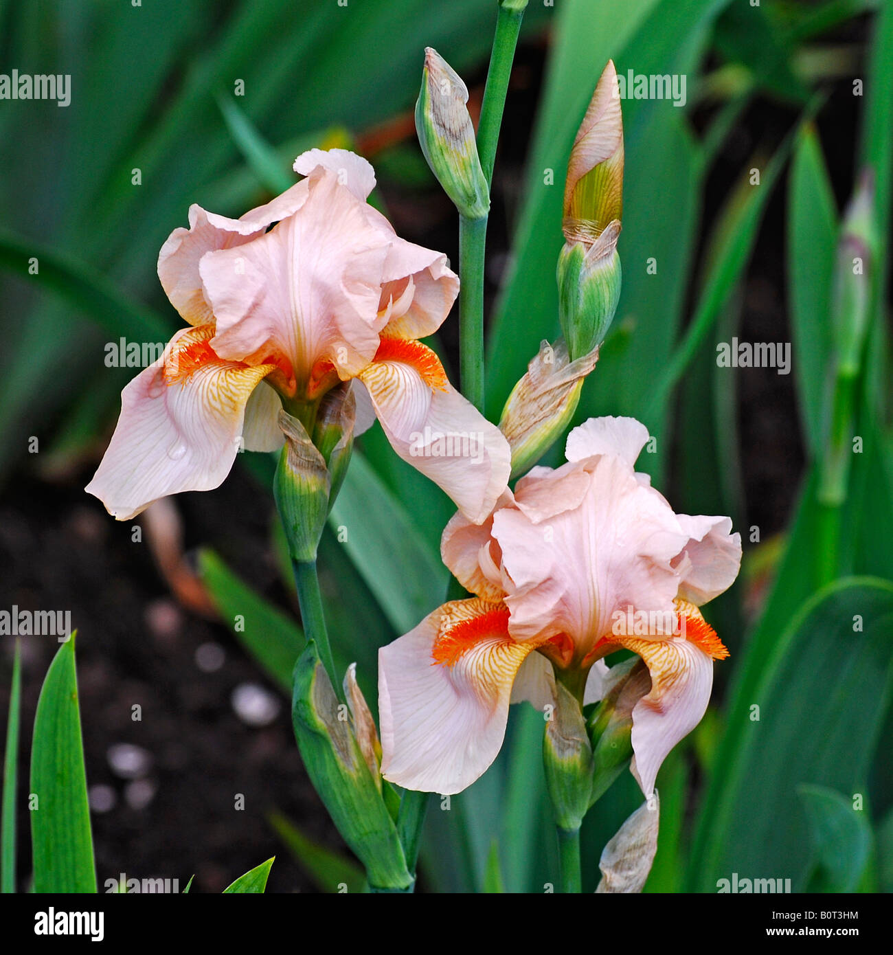 Loomis hi-res stock photography and images - Alamy
