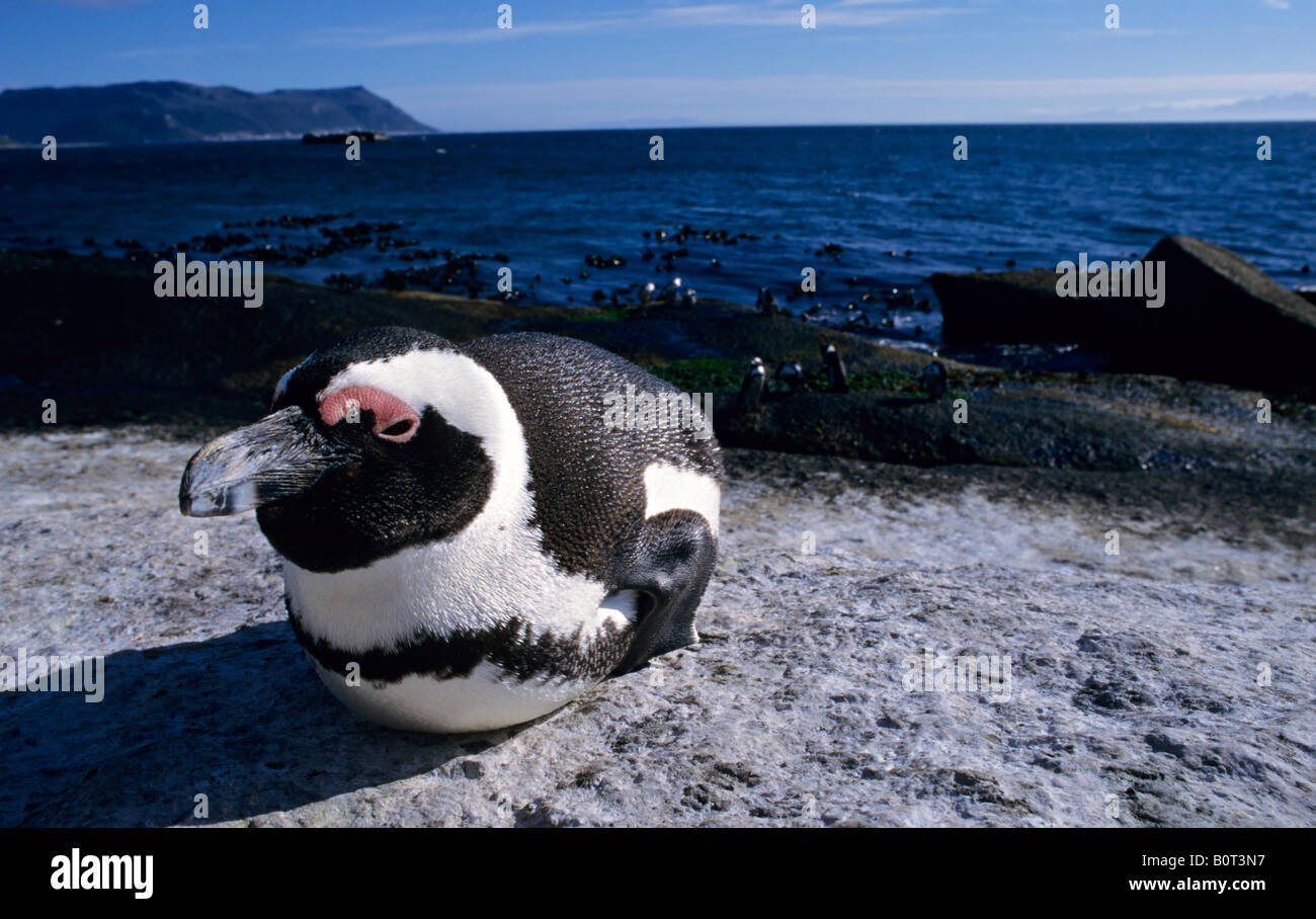 African jackass penguin. Western Cape, South Africa Stock Photo - Alamy