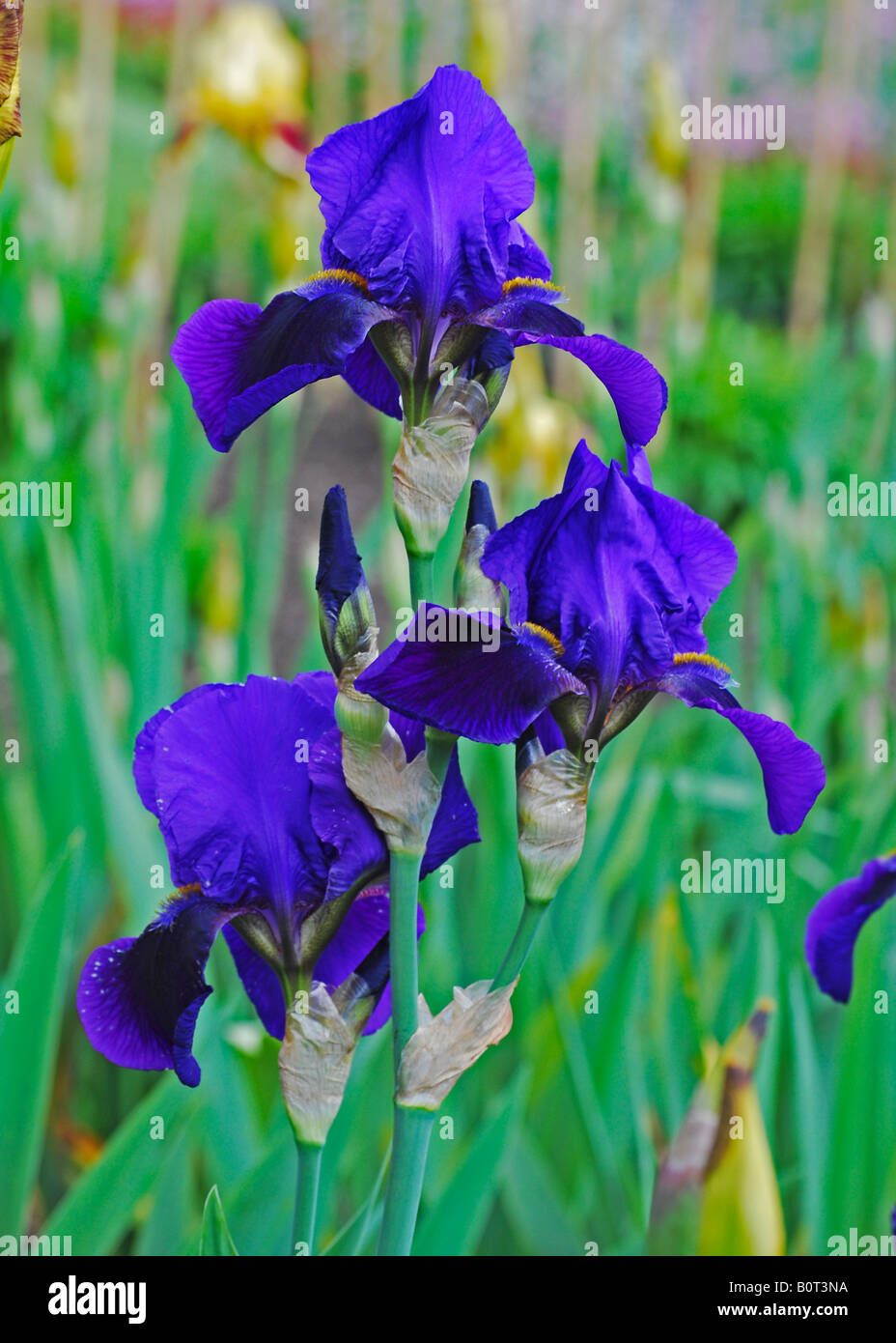 Iris "Three Oaks' Stock Photo - Alamy