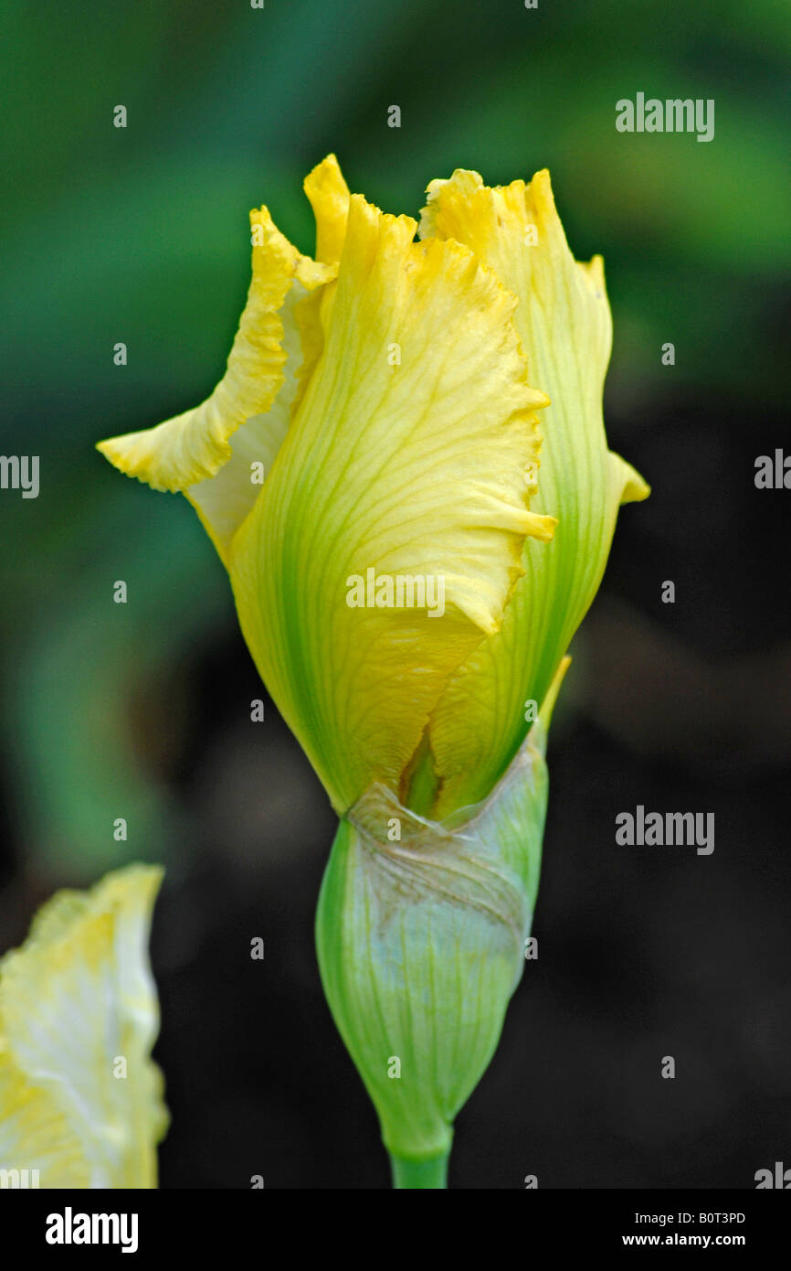 Iris 'Lemon Glitter' Stock Photo - Alamy