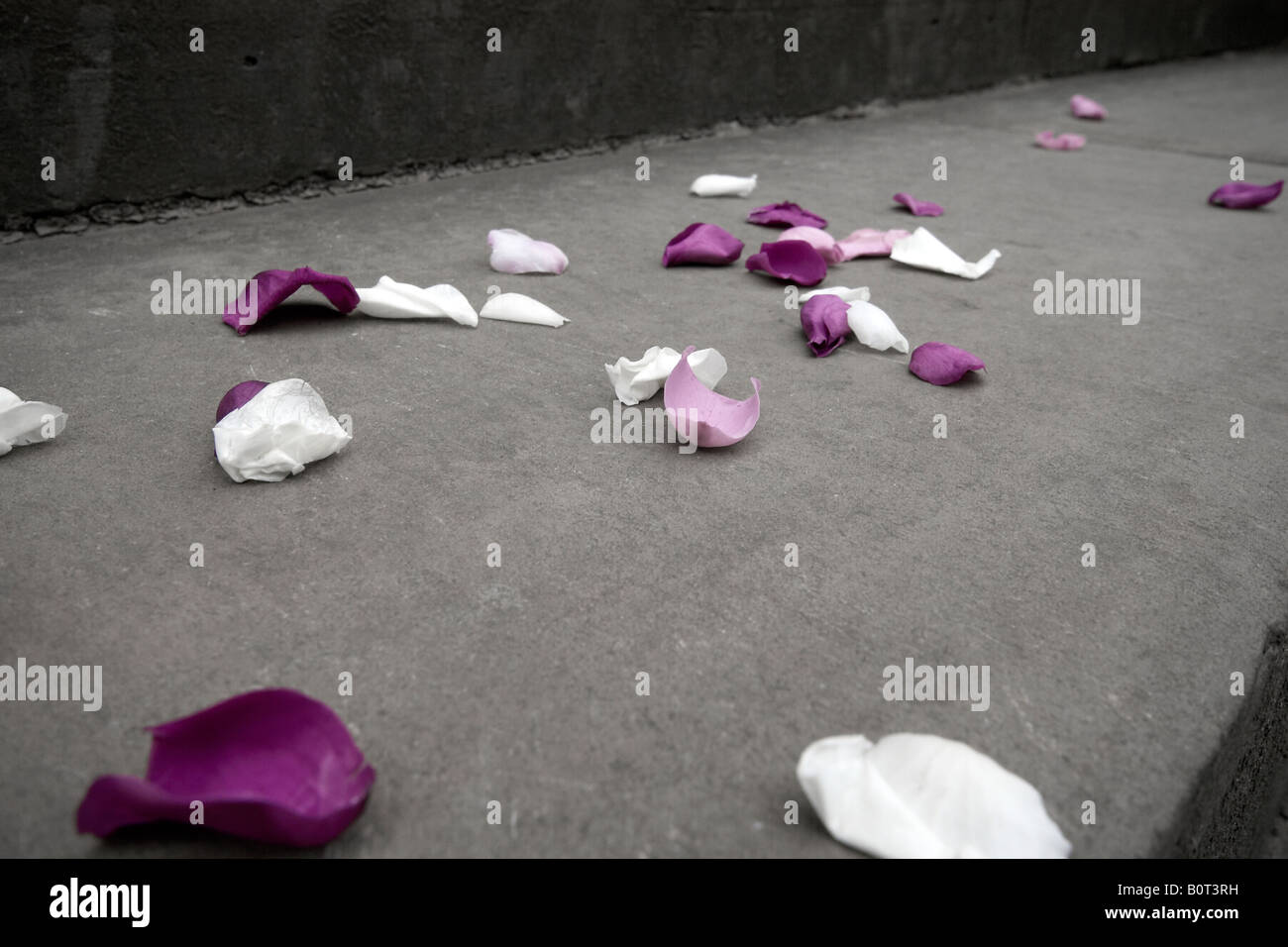 Confetti petals on a church step after a wedding Stock Photo - Alamy