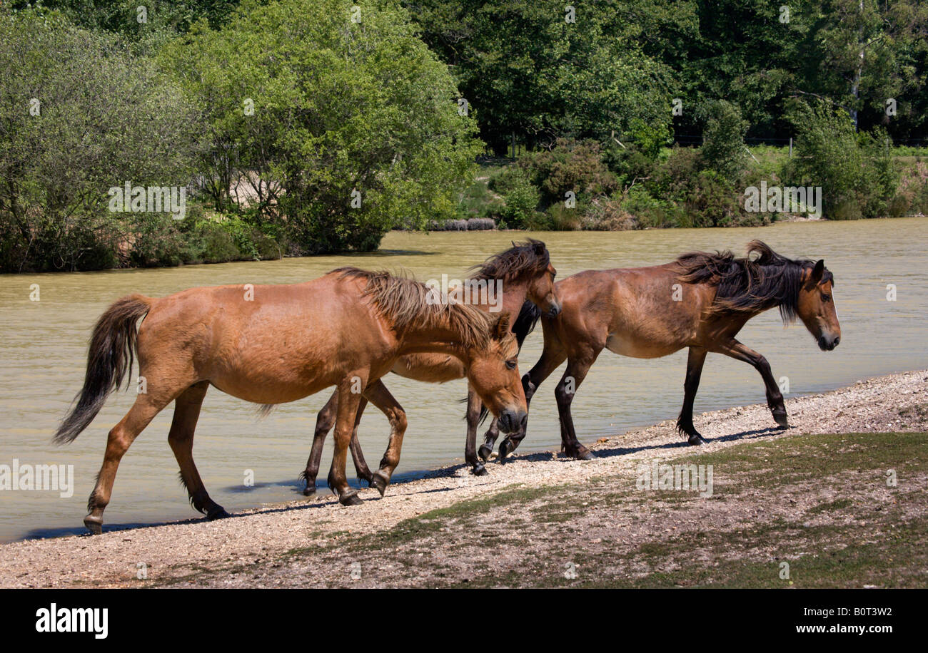 Group of Ponies cooling off in Cadman's Pool, New Forest, Hampshire ...