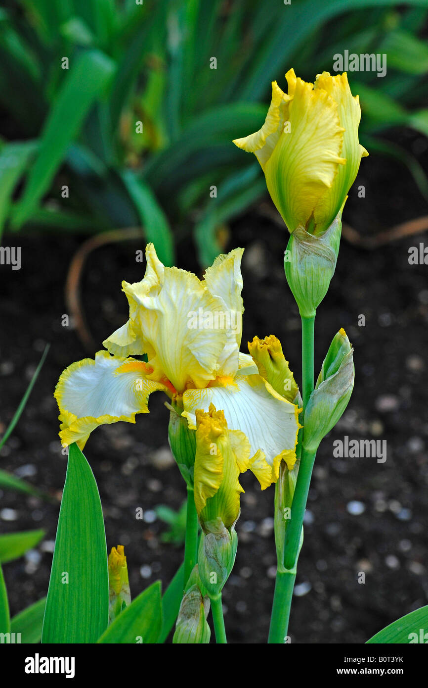 Iris 'Lemon Glitter' Stock Photo - Alamy
