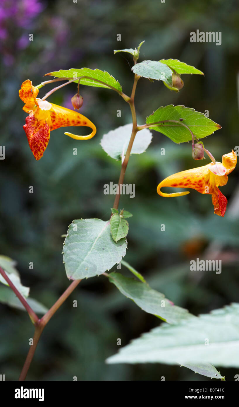 Orange Balsam Impatiens capensis flowers Stock Photo - Alamy
