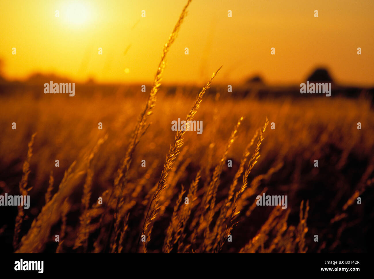 Mitcham common hi-res stock photography and images - Alamy