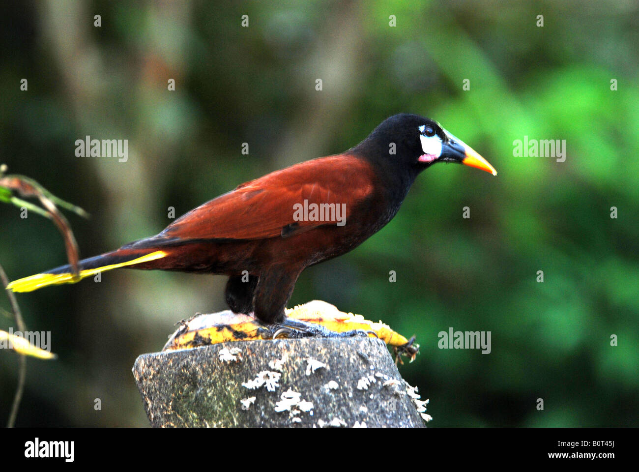 Montezuma Oropendula, Psarcopius montezuma, Costa Rica Stock Photo - Alamy