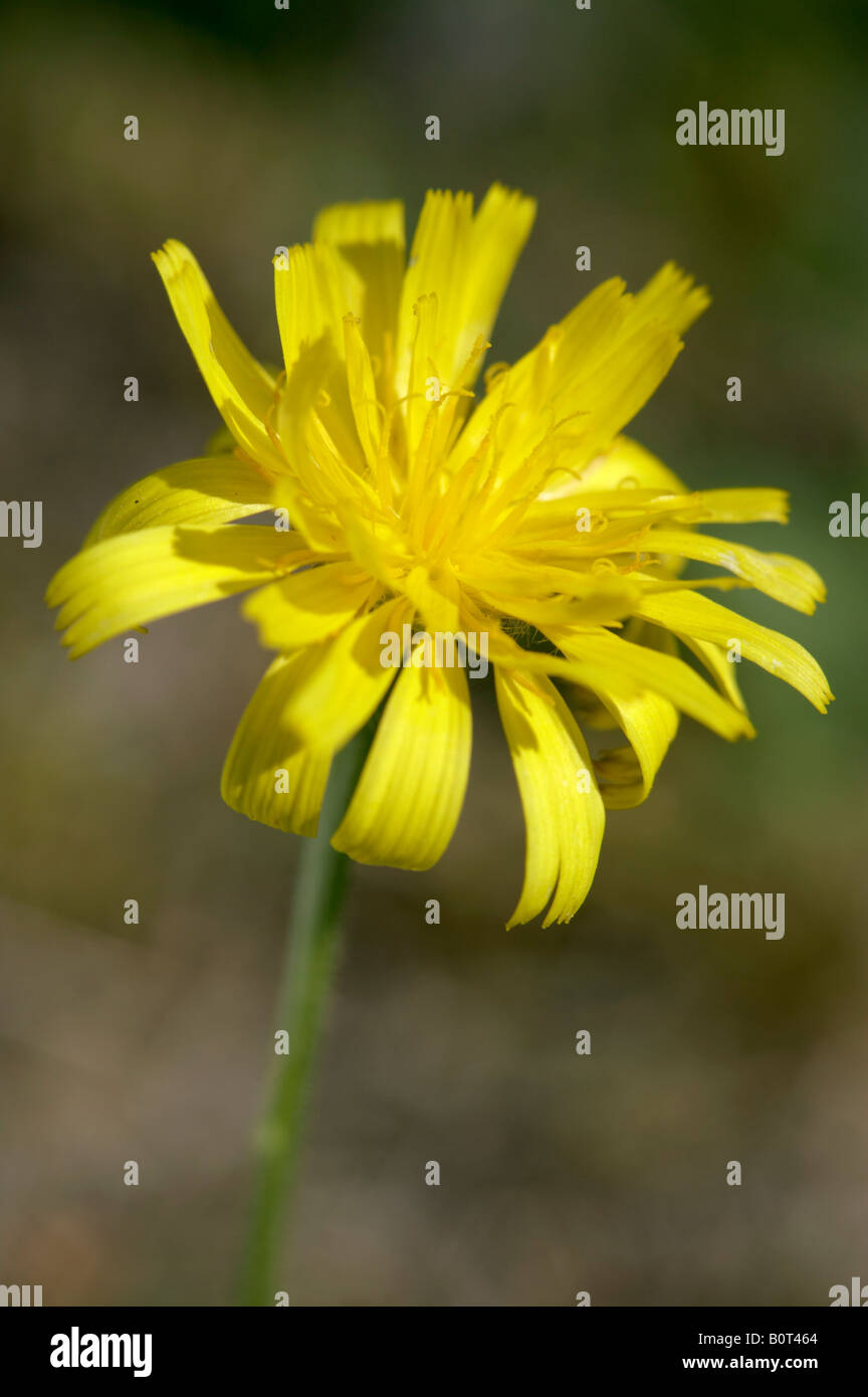 Mouse ear hawkweed flower Pilosella officinarum Stock Photo - Alamy