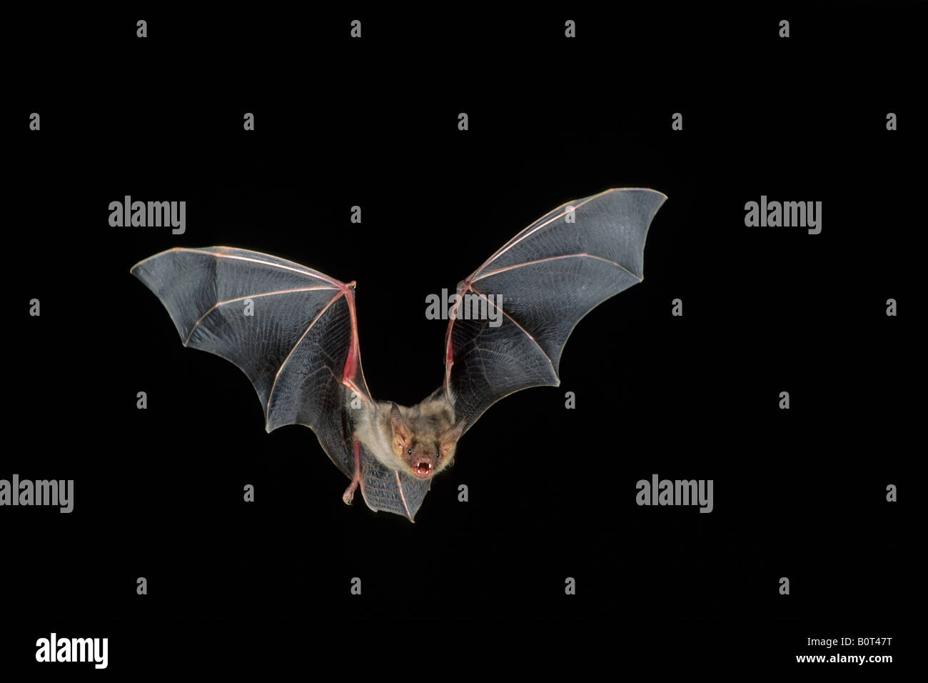 Greater mouse-eared bat (Myotis myotis) in flight Stock Photo - Alamy