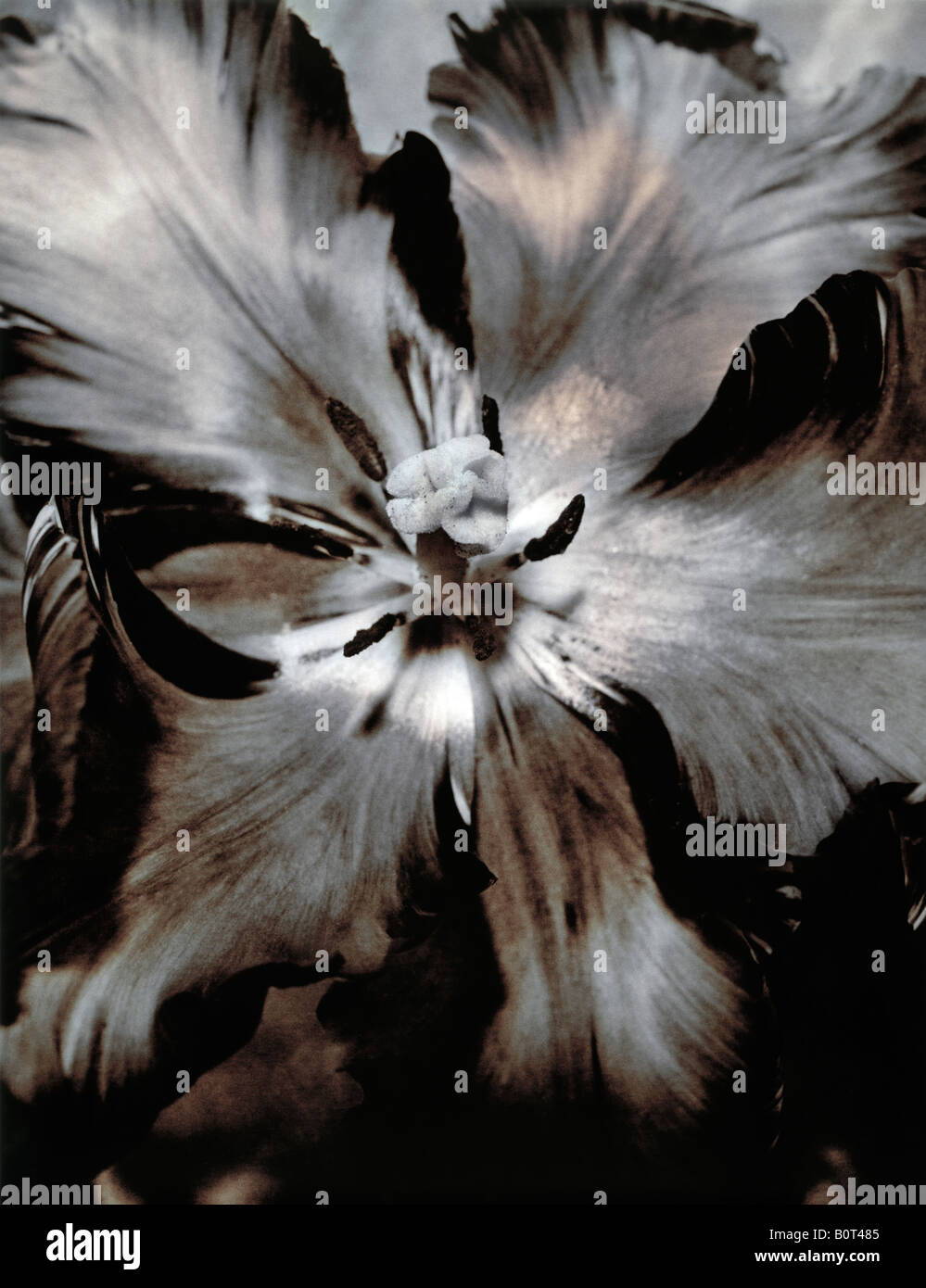 monotone lily flower Stock Photo - Alamy