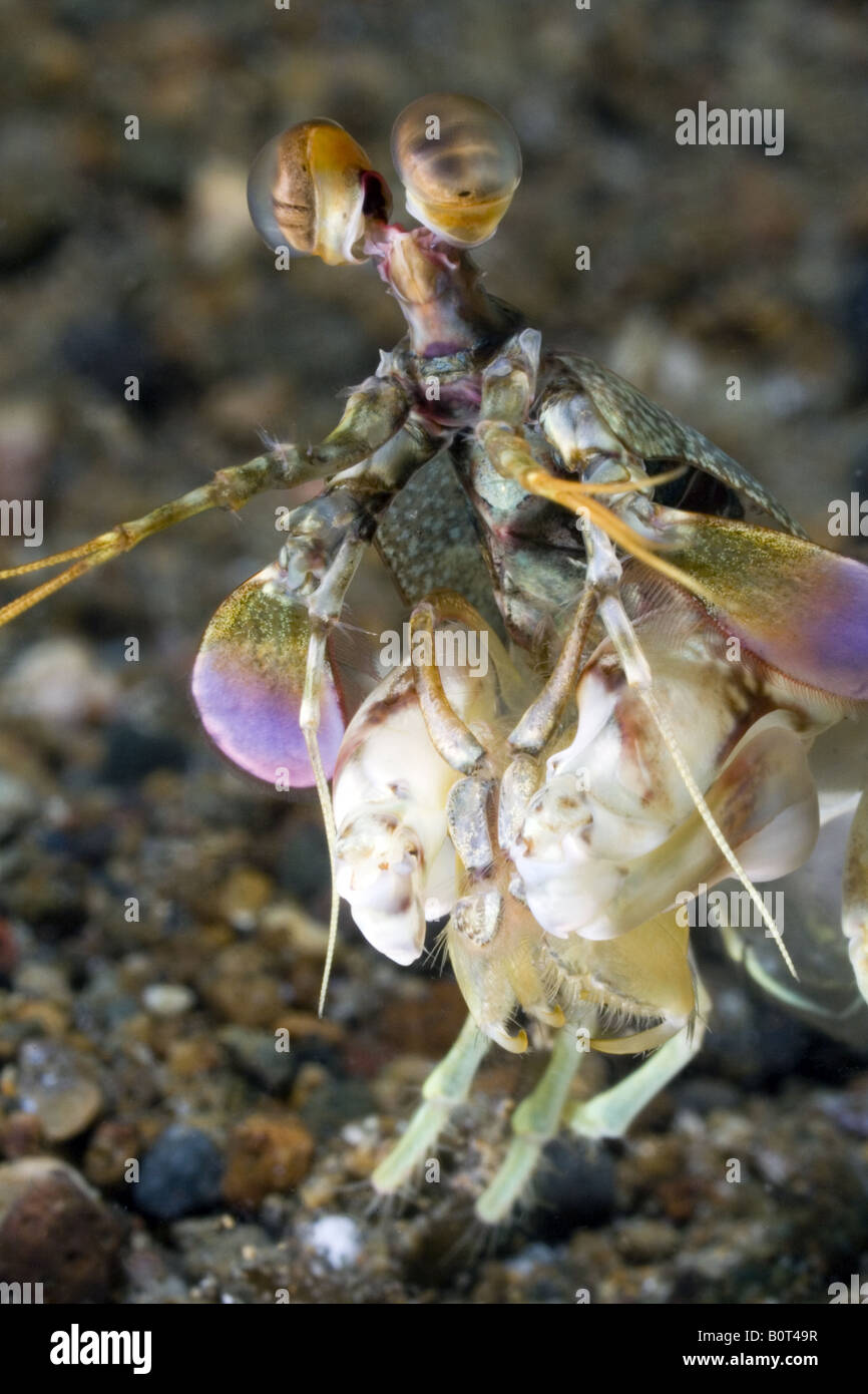 Shrimp head hi-res stock photography and images - Alamy