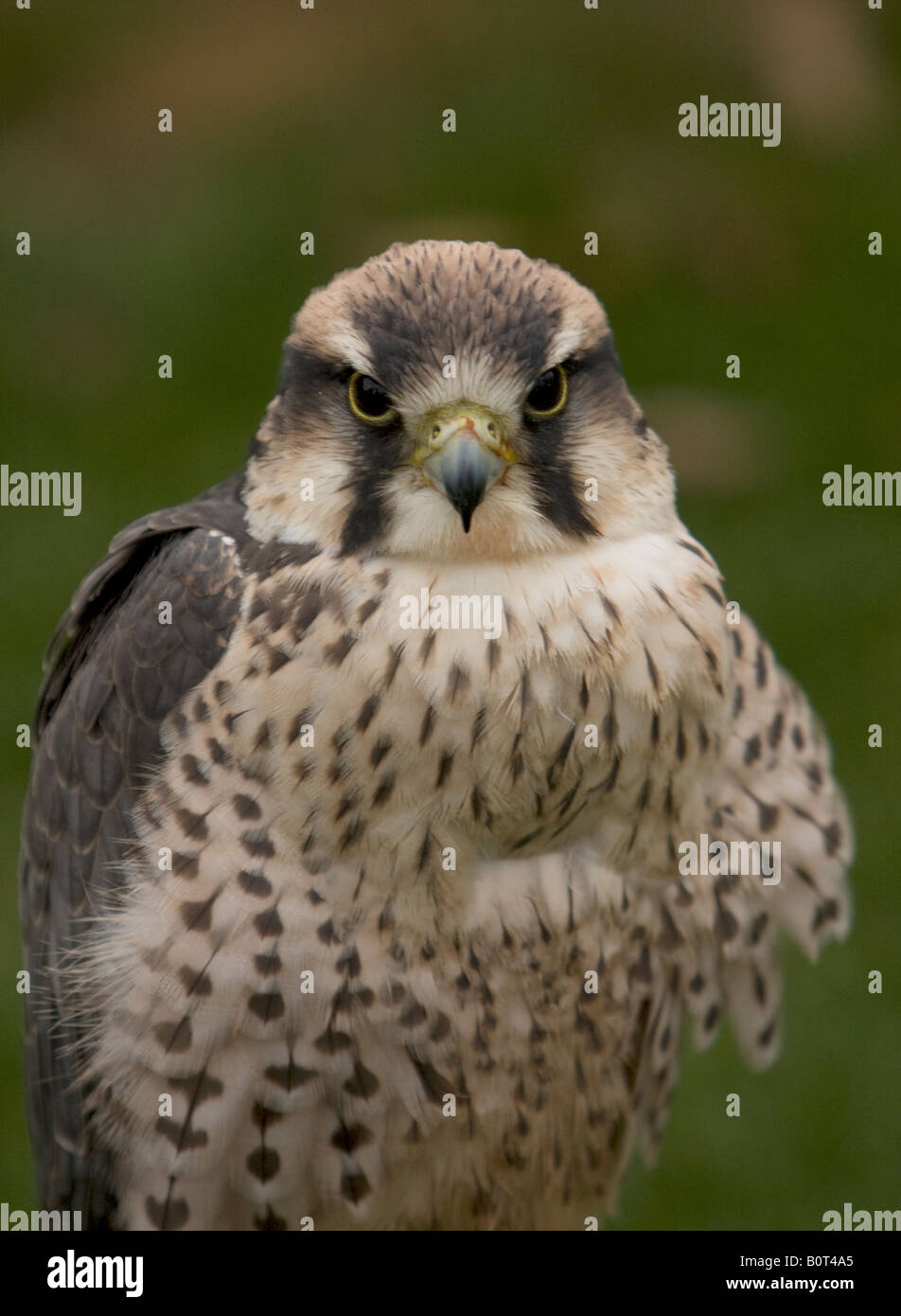 Lanner Falcon (falco biarmicus Stock Photo - Alamy