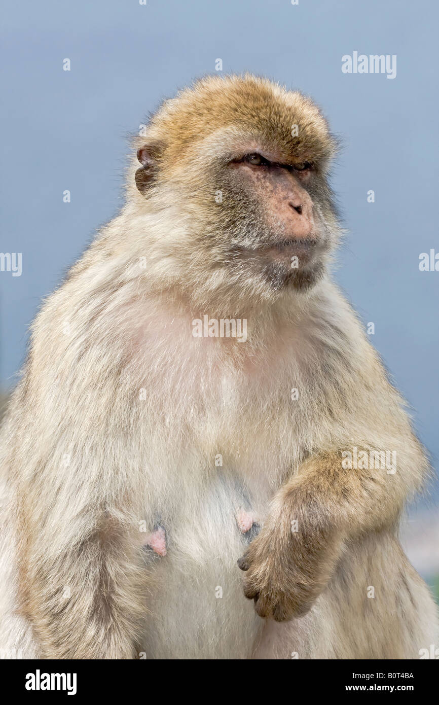 A facial study of an adult female barbary macaque at the viewpoint on ...