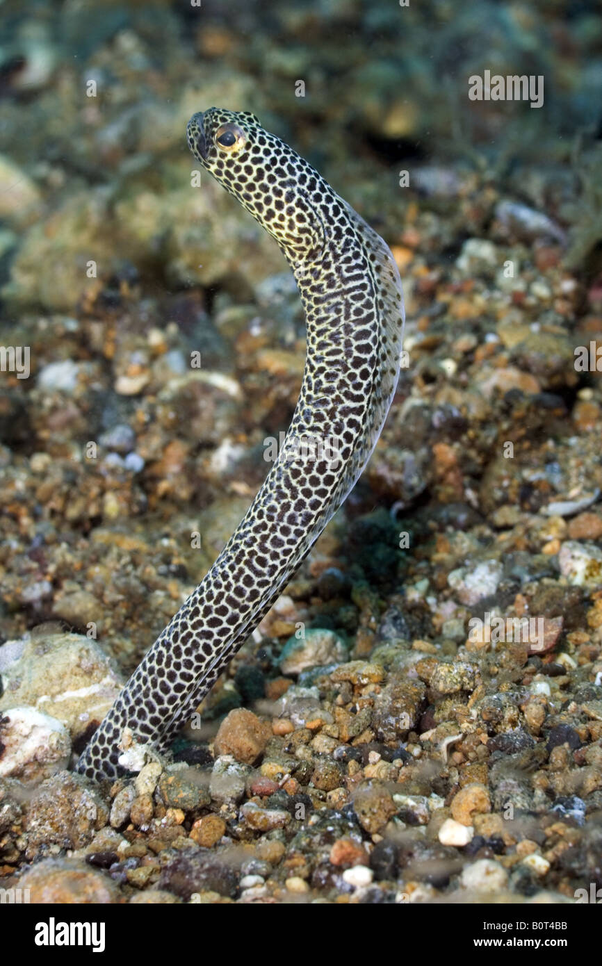 Garden eel hi-res stock photography and images - Alamy