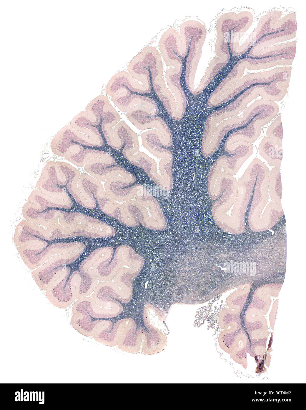 Histology cerebellum hi-res stock photography and images - Alamy