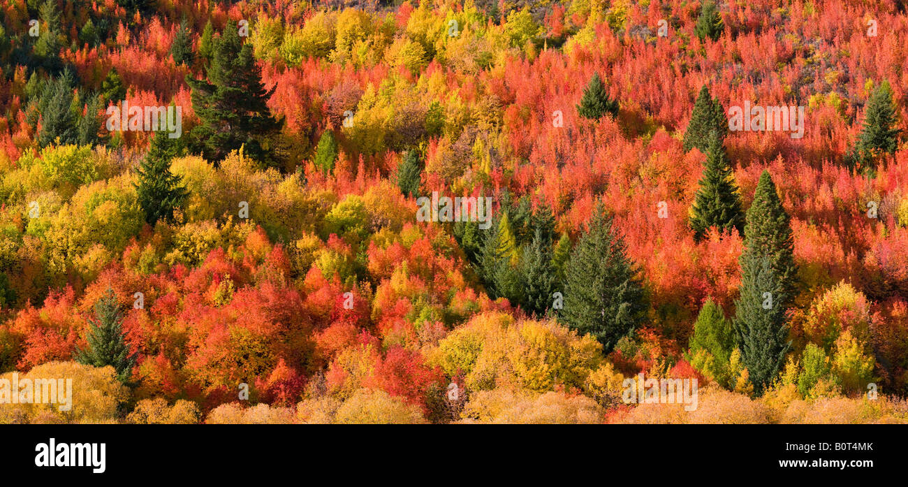 A mass of colour in Arrowtown, New Zealand Stock Photo - Alamy