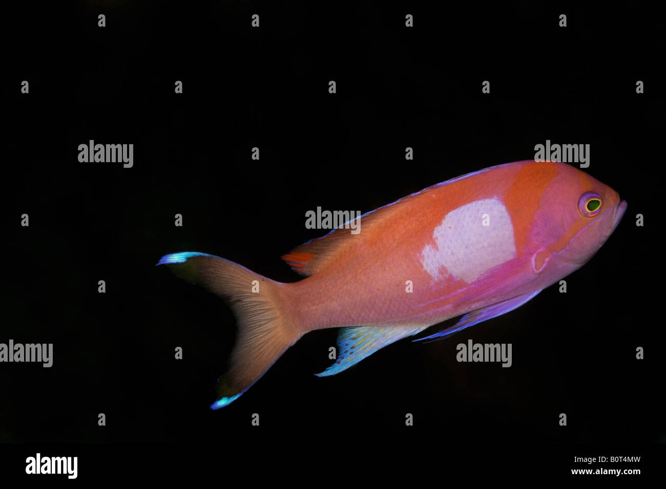 Pink Square Anthias Care