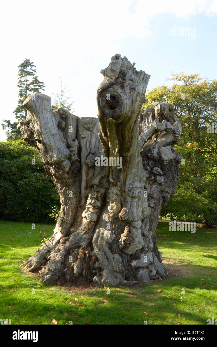 Oak tree stump Stock Photo - Alamy