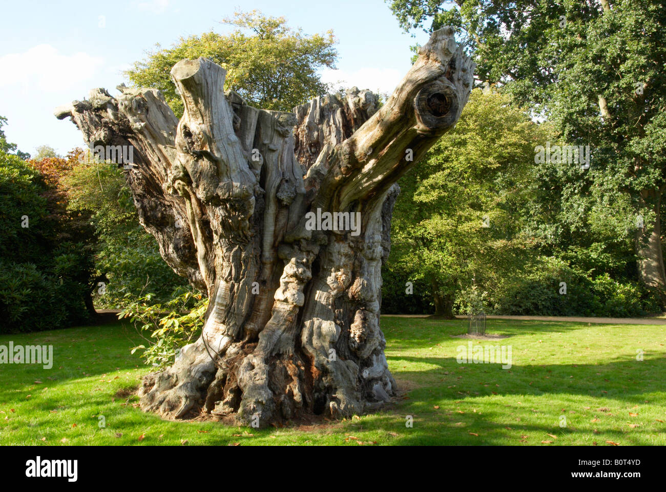 Oak tree stump Stock Photo - Alamy