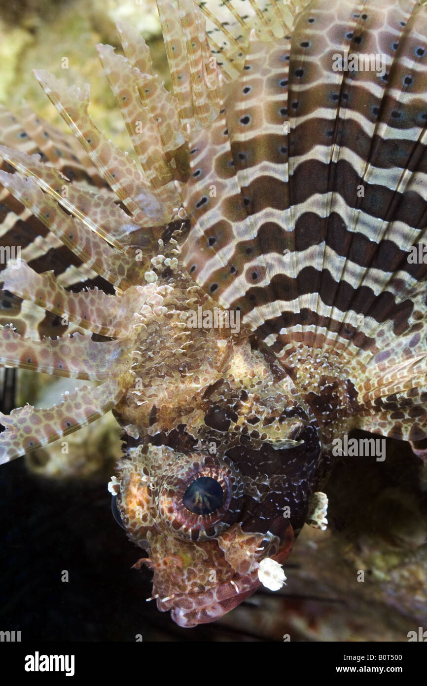Dwarf lionfish hi-res stock photography and images - Alamy