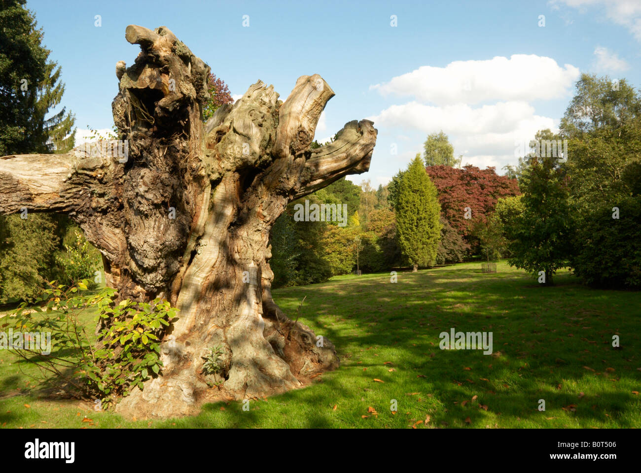 Oak tree Stump Stock Photo - Alamy