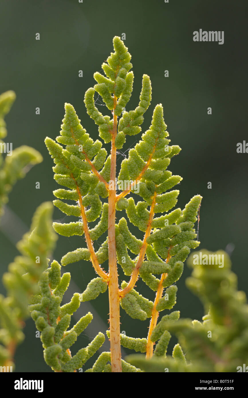 Osmunda plant hi-res stock photography and images - Alamy